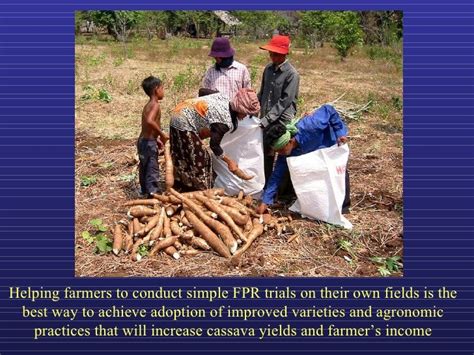 Session 41 Technologies And Issues In Small Holder Cassava Cultivati