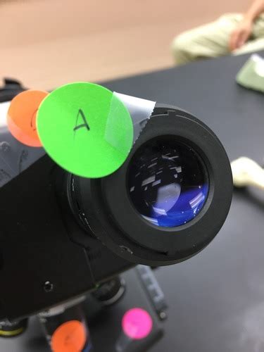 Anatomy Lab Exam 2 Flashcards Quizlet