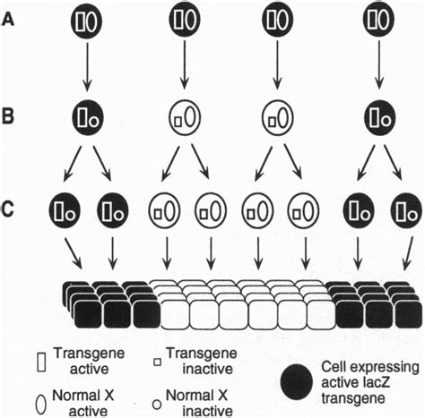 Production Of Mosaic Tissues By X Chromosome Inactivation In