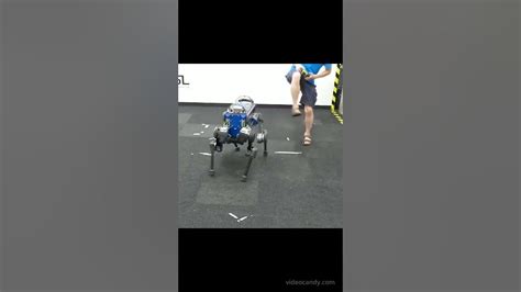 Do Robots Feel Exploring Anymals Reinforcement Learning And Emotional