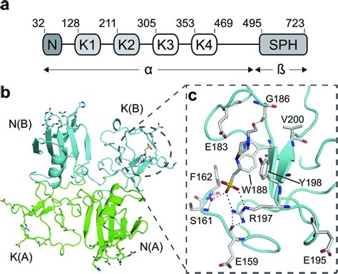 Hgf Sf And Its Nk1 Splice Variant A Domain Structure Of Hgf Sf The