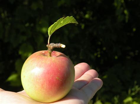 Apple Leaks Hand Free Photo On Pixabay Pixabay
