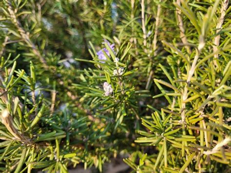 노지월동한 로즈마리 가지치기 하기 로즈마리잎과 활용방법 꽃과 꽃말 삽목 나무 외목대 물꽂이 로즈마리키우기 로즈마리물주기 네이버 블로그