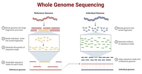 Whole Genome Sequencing Principle Types Process Uses Diagram