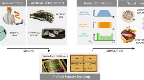 Neuromorphic Computing For Neuroprosthetics A Step Toward Biomimetic Sensory Feedback