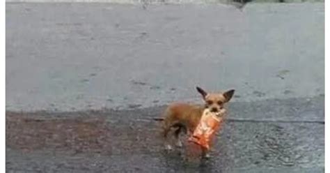 La Tierna Historia De La Perrita Que Fue A La Tienda Por Botanas Para Su Dueño En Nuevo León En