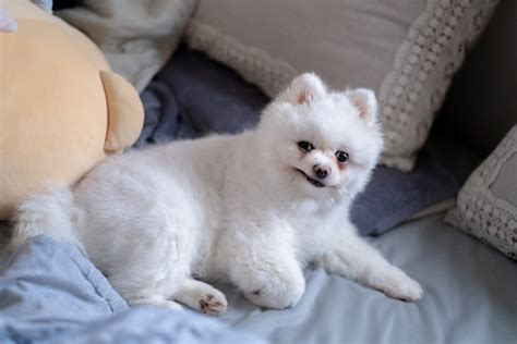 on Twitter 팸돔 루찌