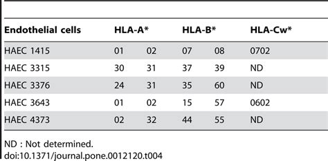 Hla Class I Typing Of Endothelial Cells Download Table