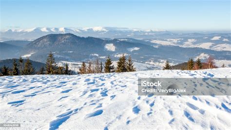 햇빛에 의해 빛나는 멋진 화이트 스프루 스 웅장 하 고 화려한 겨울 장면입니다 위치 장소 카 르 파티 아 국립 공원 우크라이나 유럽 알프스 스키 리조트 아름다움의 세계입니다