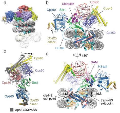 Architecture Of The Compass H2b Ub Nucleosome Complex Showing Two