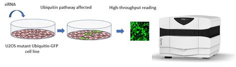 Sirna Screening Basics Setting Up A Successful Arrayed Sirna Screen