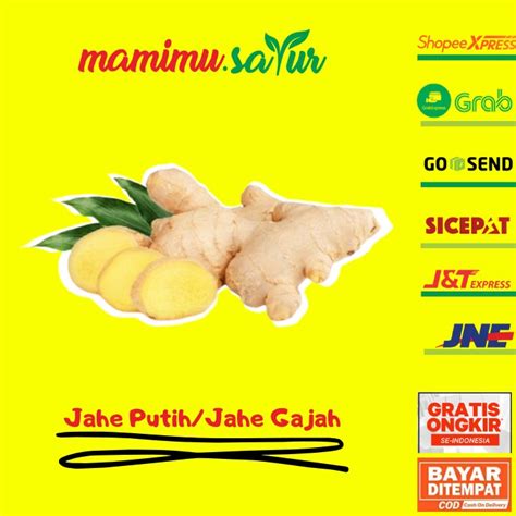 Jual Jahe Gajah Super Segar Jahe Putih Segar Jahe Putih Jahe Gajah
