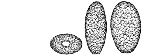 Difflugia Stoutii Microworld