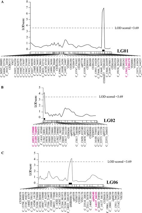 Locations Of Qtls Associated With The Leaf Wilt Score In Linkage Group