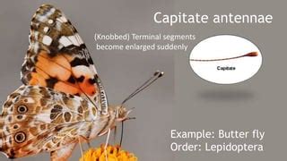 Different Types Of Insect Antennae Pptx