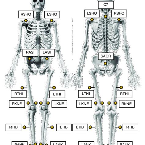 The Conventional Gait Model Marker Set Lshorsho Leftright Shoulder Download Scientific