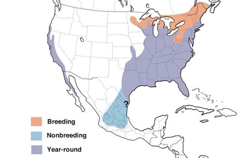 19 Large Birds That Live In Georgia 2024 Bird Watching Hq