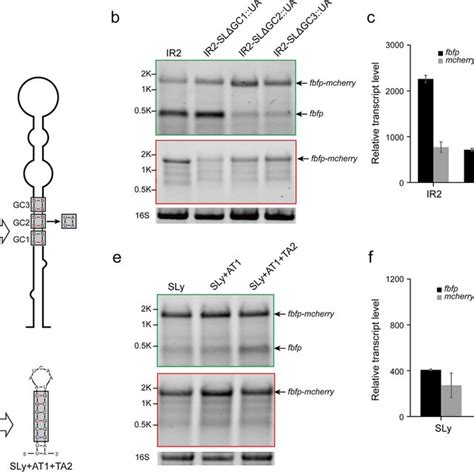 Structural Requirement Of Type Ii Stem Loops For Rna Cleavage A