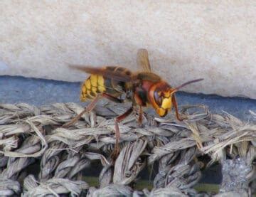 Types Of Hornets Species Facts And Photos