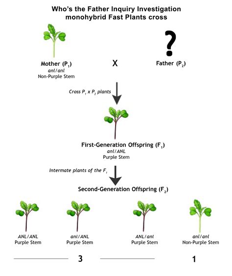 Dihybrid Inheritance Patterns With Wisconsin Fast Plants 3 D Genetics