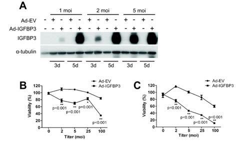 effect of igfbp3 overexpression on gist t1 cell viability a whole
