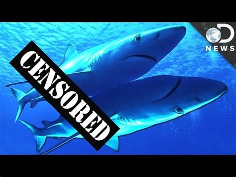 How Do Sharks Have Sex Sharks Are Amazing Creatures And They Scientiflix
