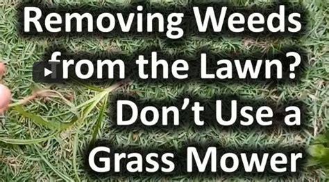 Removing Weeds From The Lawn