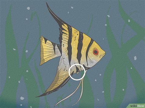 3 Manières De Connaitre Le Sexe Dun Scalaire Wikihow