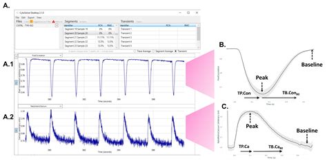 Real Time Measurements Of Calcium And Contractility Parameters In Human Induced Pluripotent Stem