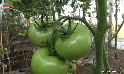 Tomato Netting Tomato Netting