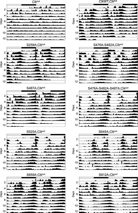 Locomotor Activity Rhythms In Clk Out Flies That Express Wt Clk And Clk Download Scientific