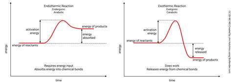 Endergonic And Exergonic Reactions Integrated Human Anatomy And Physiology