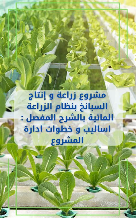 مشروع زراعة و إنتاج السبانخ بنظام الزراعة المائية بالشرح المفصل اساليب و خطوات ادارة المشروع