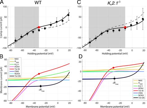 Contributions Of Outer Segment And Inner Segment Ionic Mechanisms To Download Scientific