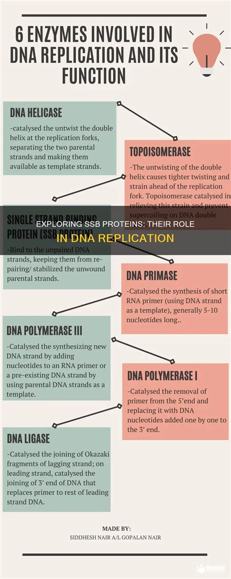Exploring Ssb Proteins Their Role In Dna Replication Medshun