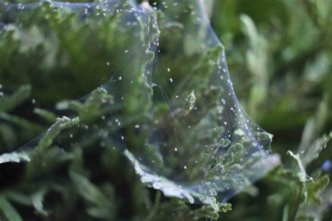 Effective Spider Control Treatment In Malaysia Web Free Living