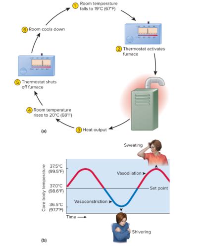 Aandp Lecture Module 1 Basic Concepts Of Living Flashcards Quizlet