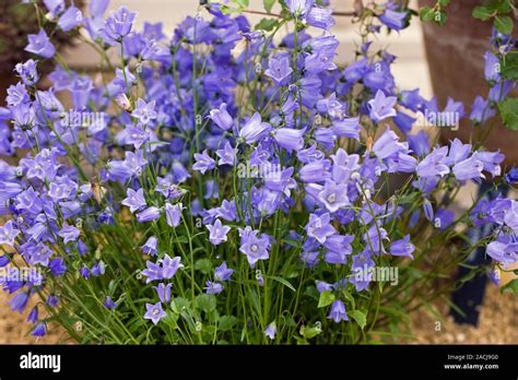 Садовые цветы колокольчики 66 фото