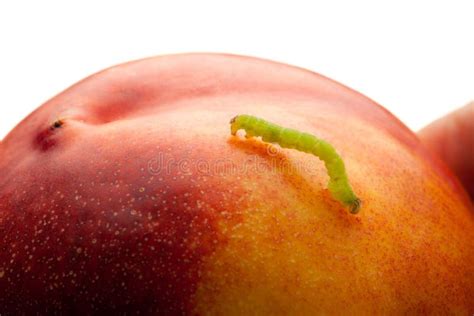 Macro Of Measuring Worm On Nectarine Stock Image Image Of Measuring Detail 32199369