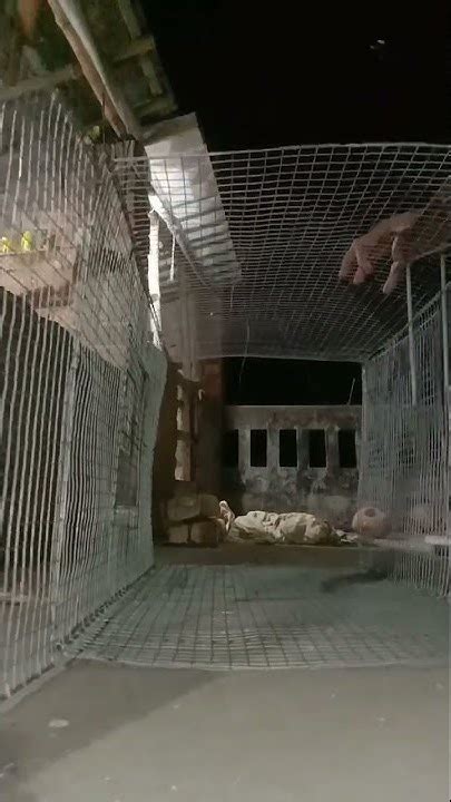 How To Make Folding Birds Cage Folding Birds Cage Kaisy Banaya Youtube