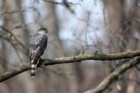 Bird 4 Sharp Shinned Hawk Accipiter Striatus Stock Image Image Of Express Males 244851319