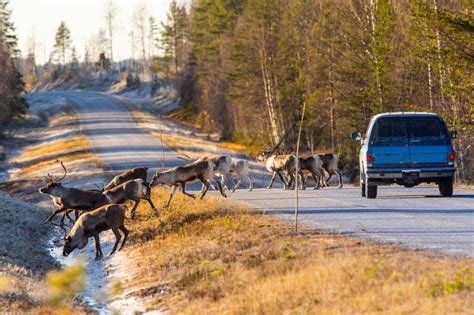 How Likely Are Wildlife Vehicle Collisions In The Garage With