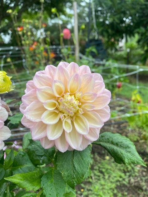 Potted Dahlias For Posting Or Collection