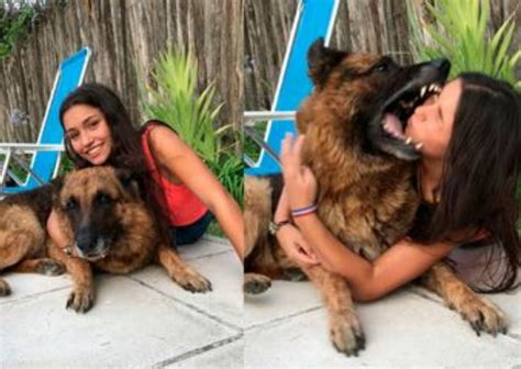 Niat Foto Dengan Anjing Kesayangannya Gadis Ini Dapat Jahitan Usai Digigit Sumut Update