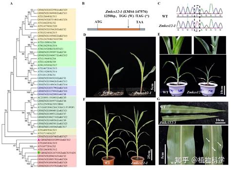 河南农业大学苟明月课题组联合中国农业科学院作物科学研究所郑军课题组在玉米角质层蜡质代谢研究中取得新进展 知乎