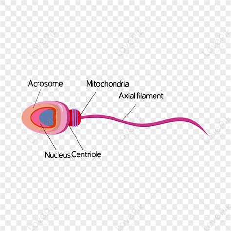 human sperm cells laboratory cell structure biology png image free