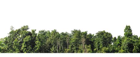 Tree Plantation Banner Stock Photos Images And Backgrounds For Free Download