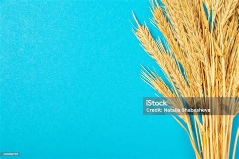 푸른 배경에 고립 된 밀의 익은 귀 상단보기 밀 Groats 곡물 결핍의 평평한 누워 매크로 클로즈업 갈색에 대한 스톡 사진 및 기타 이미지 Istock