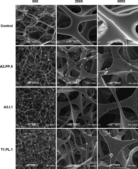 Scanning Electron Micrographs Of Pe Pu Foam Ultrastructure After Fungal