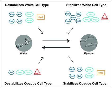Roles Of Chromatin Modifying Enzymes In Regulating The C Albicans Download Scientific Diagram